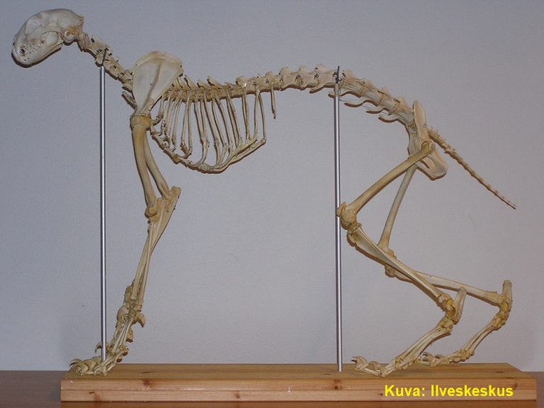 Ilves – Lynx lynx – ILVESKESKUS