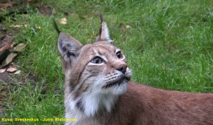 Ilves – Lynx lynx – Ilves – Lynx lynx